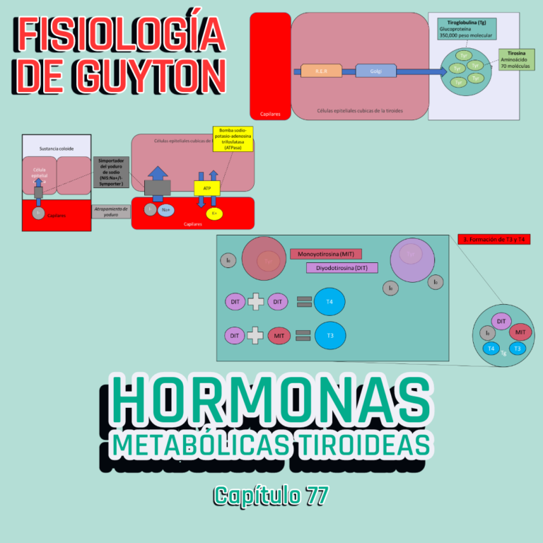 PRESENTACIÓN COMPLETA l Fisiología de Guyton l CAP 77: Hormonas metabólicas tiroideas – Daniel ...