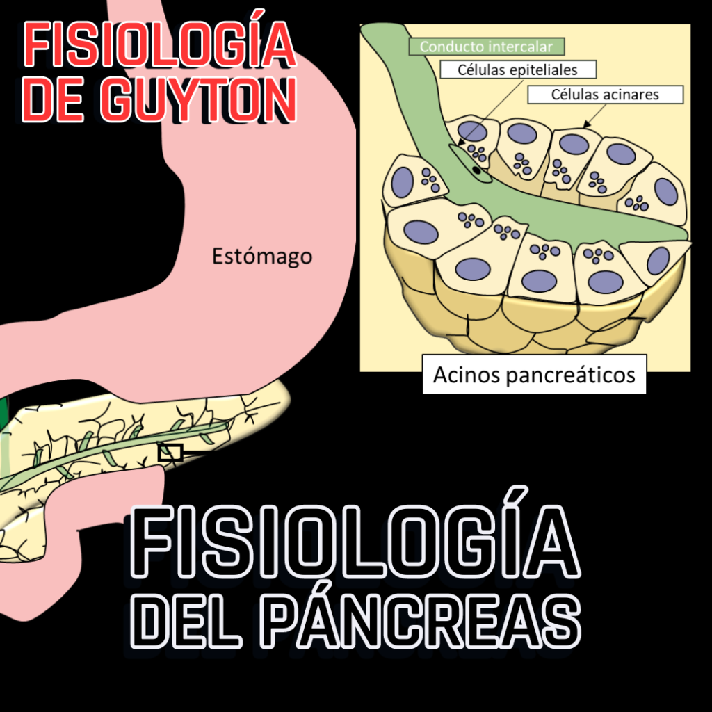 PRESENTACIÓN COMPLETA l Fisiología del páncreas exocrino – Daniel Rodriguez