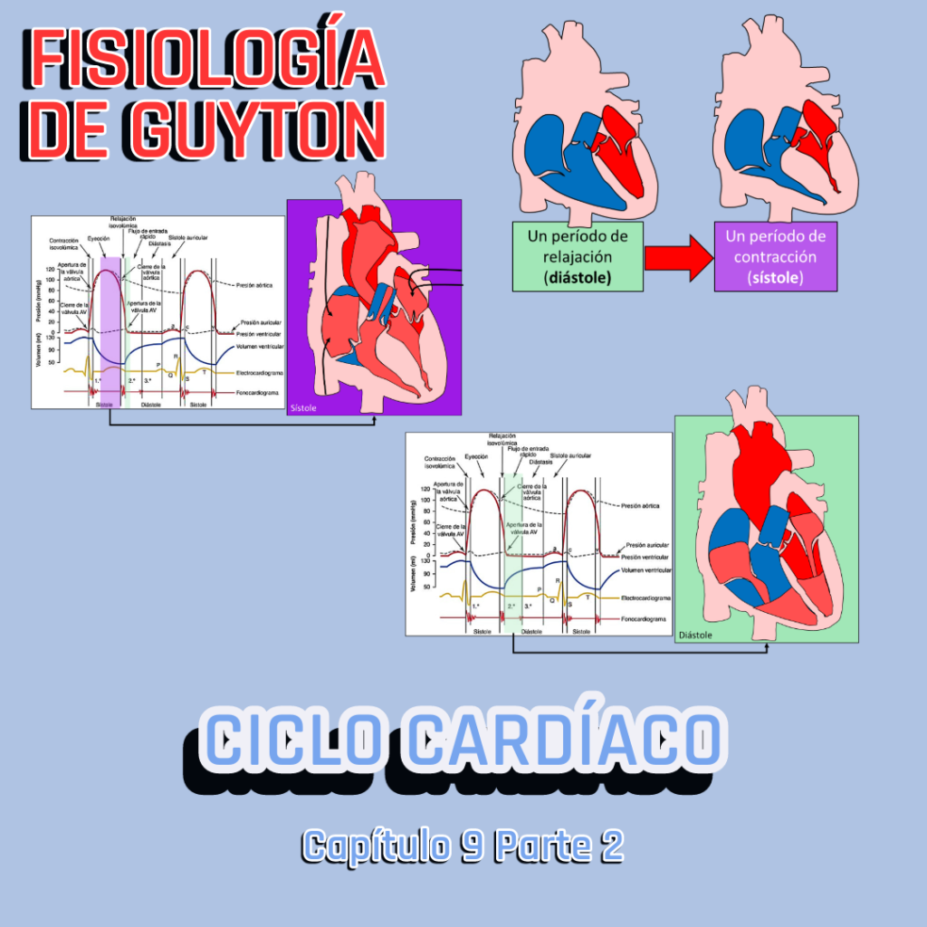PRESENTACIÓN COMPLETA l Fisiología de Guyton l CAP 9 PT 2: Ciclo ...