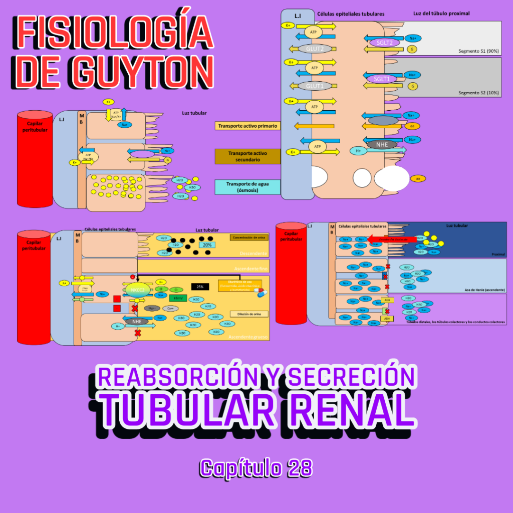PRESENTACIÓN COMPLETA l Fisiología de Guyton l CAP 28: Reabsorción y ...