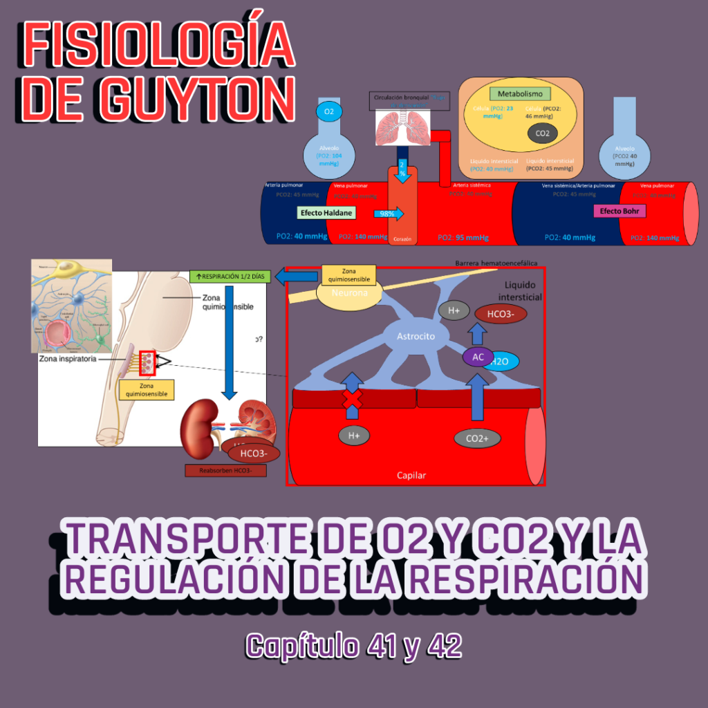 PRESENTACIÓN COMPLETA l Fisiología de Guyton l CAP 41 y 42: Transporte de O2 y CO2 y la ...