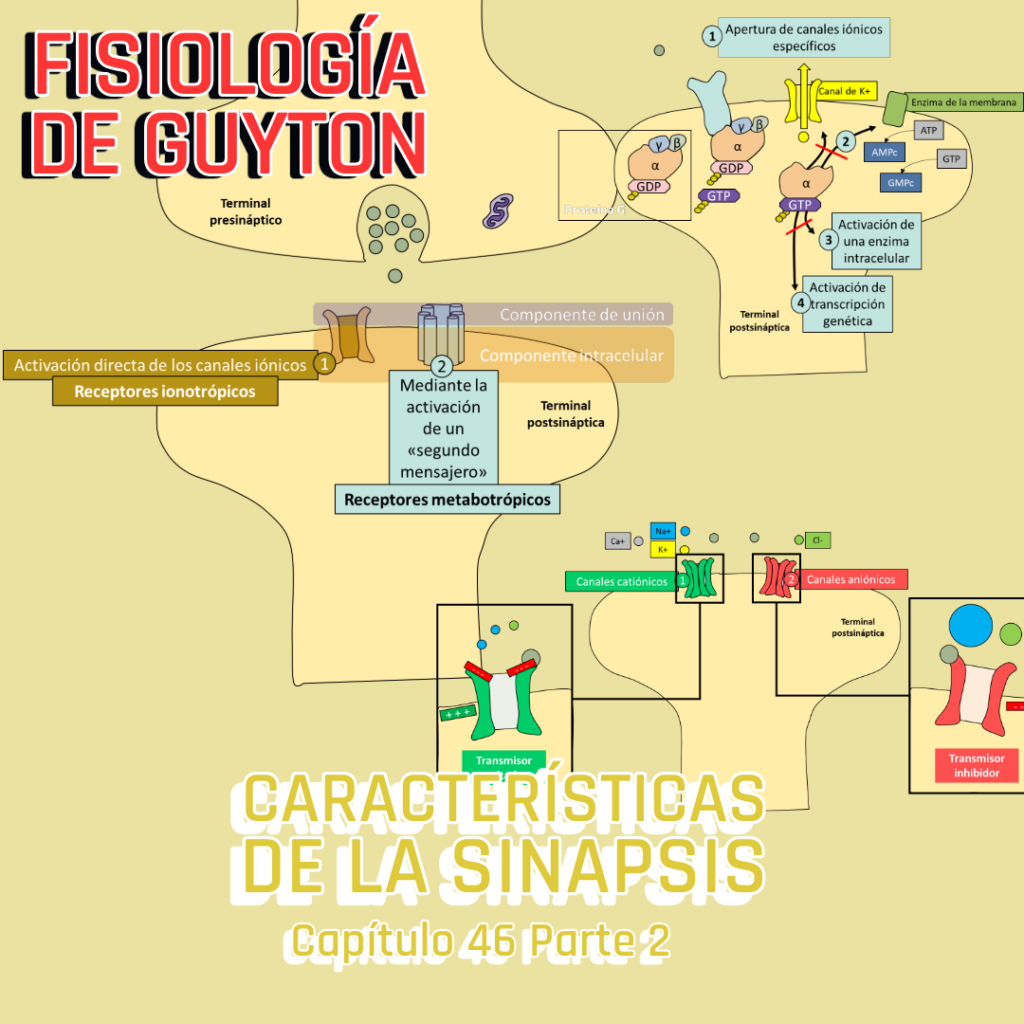 PRESENTACIÓN COMPLETA l Fisiología de Guyton l CAP 46 PT 2: Características de la sinapsis ...