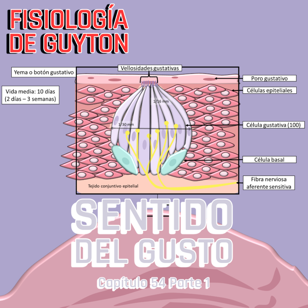 PRESENTACIÓN COMPLETA l Fisiología de Guyton l CAP 54 PT 1: Sentido del gusto – Daniel Rodriguez